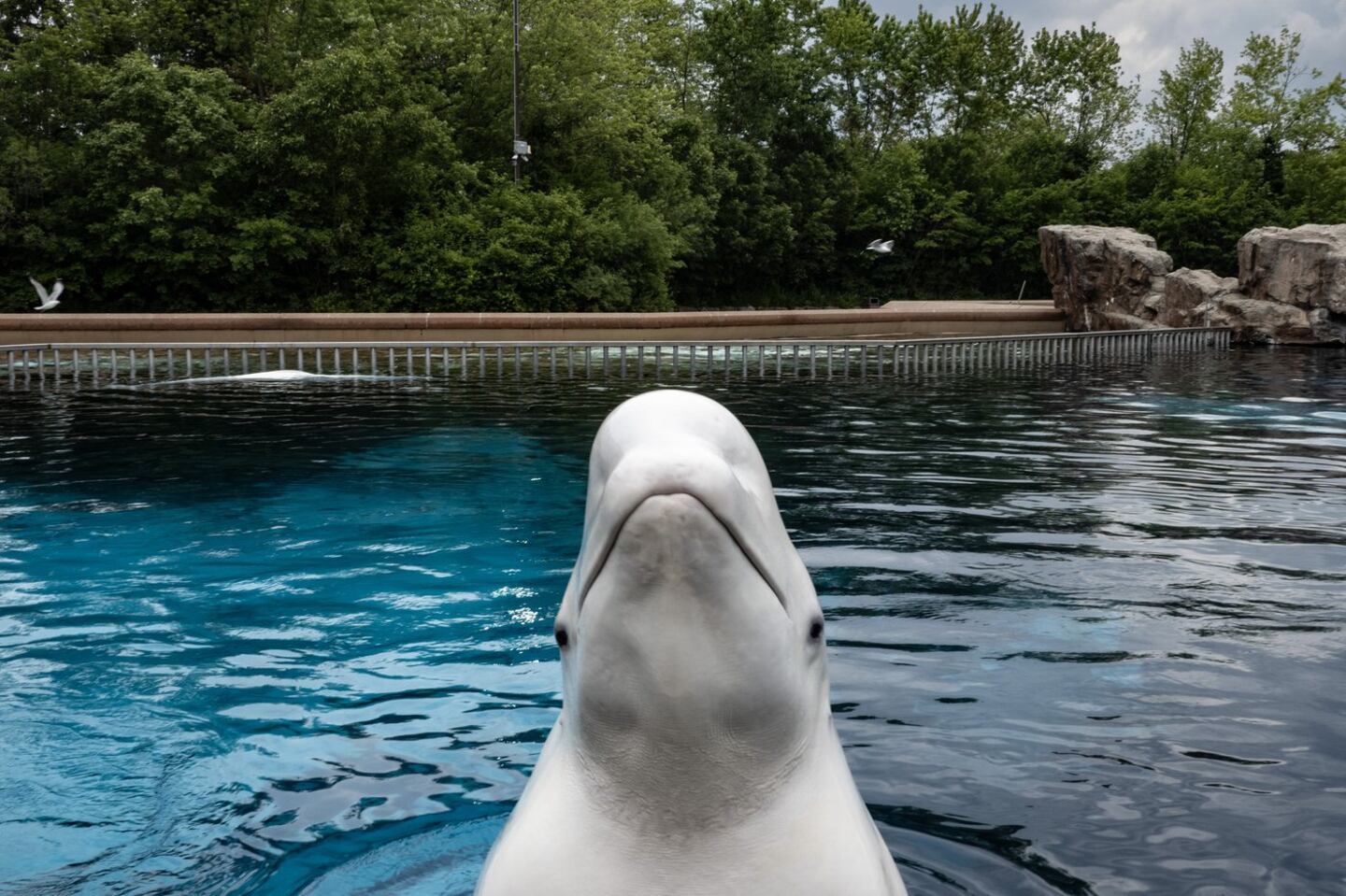 Marineland: Ottawa endorses plan to move whales to U.S., Spain