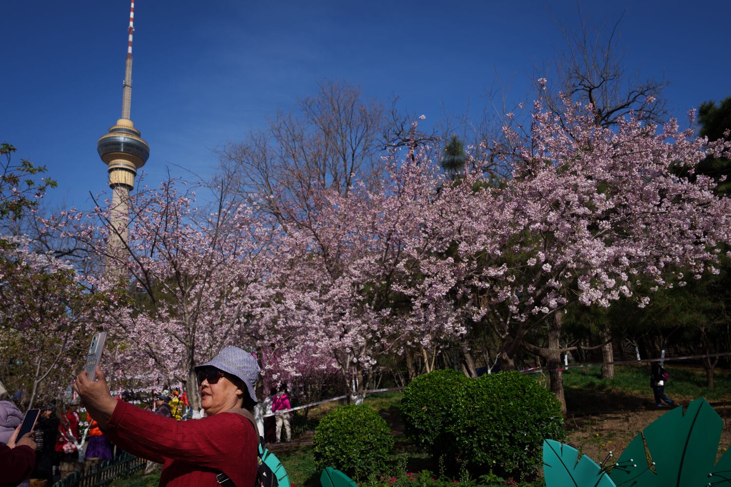Cherry blossoms in full bloom around the world – CP24