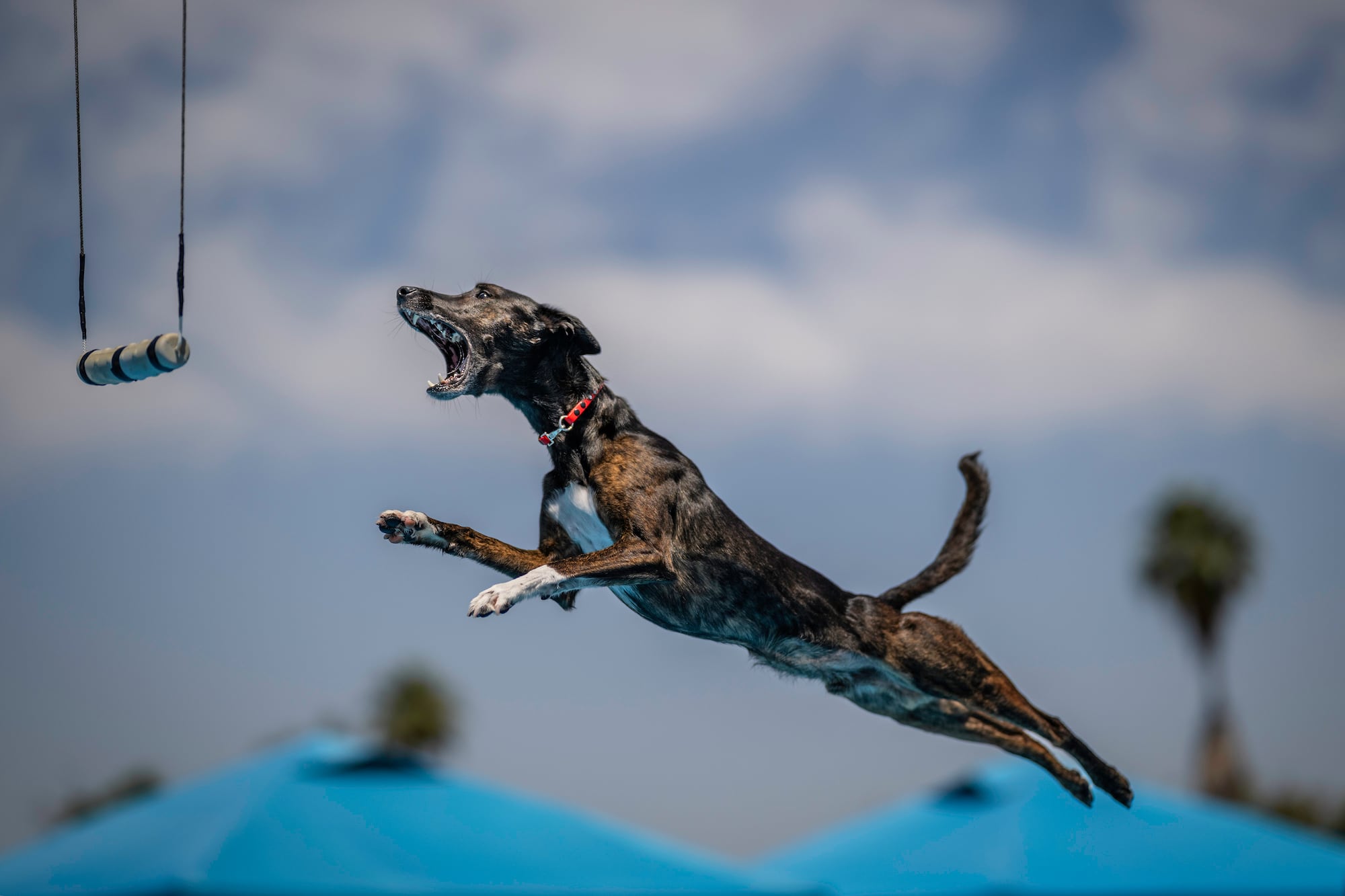 These are the winning shots from the world’s biggest pet photo ...