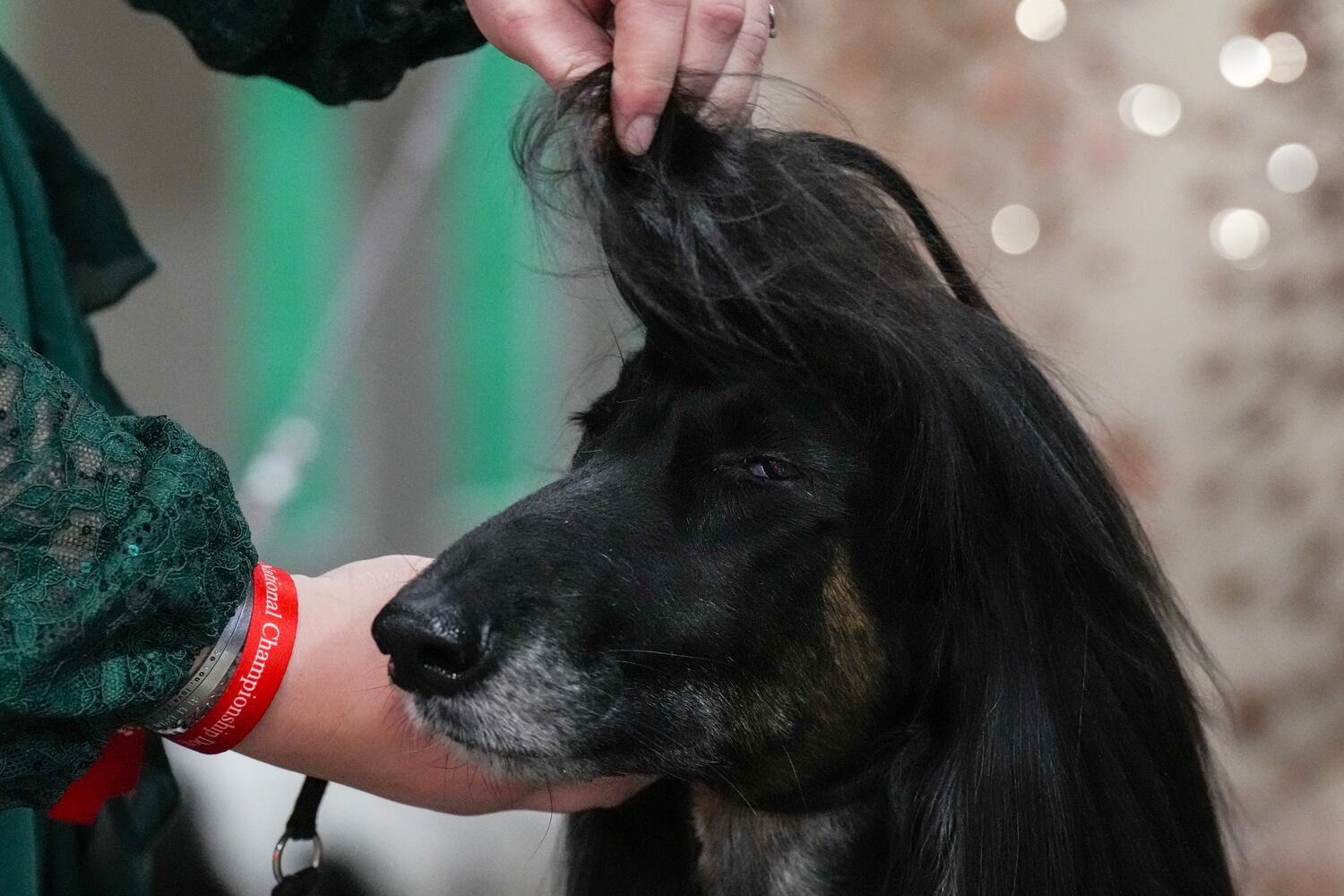 2025 Crown Classic National Championship Dog Show: Furry faces and ...