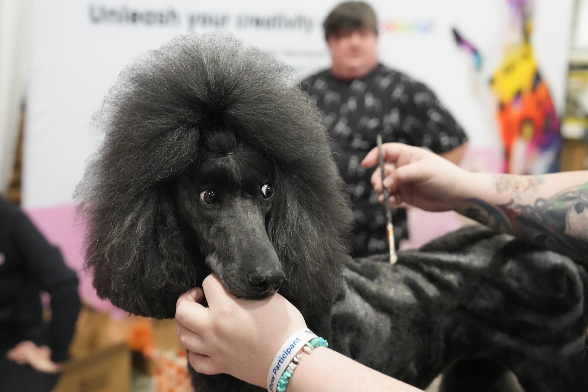 2025 Crown Classic National Championship Dog Show: Furry faces and ...