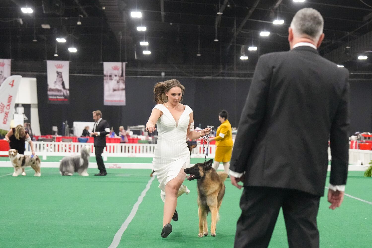 2025 Crown Classic National Championship Dog Show: Furry faces and ...