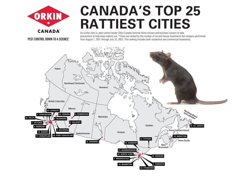 Toronto has more rats than any other Canadian city: report