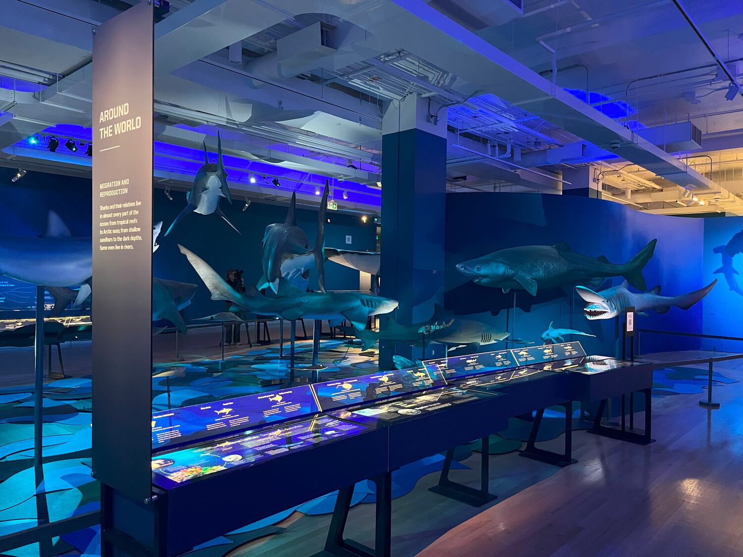 From ‘Jaws’ to ‘The Meg,’ here’s how a new ROM exhibit hopes to ...
