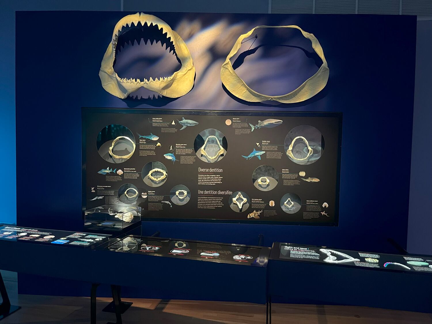 From ‘Jaws’ to ‘The Meg,’ here’s how a new ROM exhibit hopes to ...